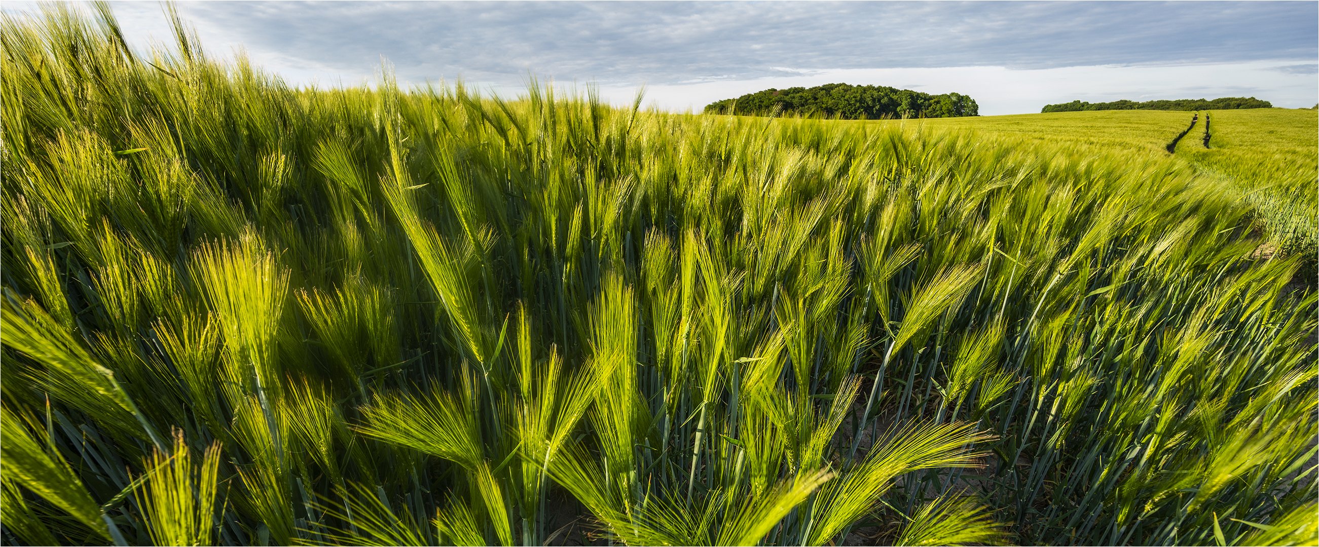 So, wie die Gerste sich ins Zeug legt, … Foto & Bild | natur, getreide ...