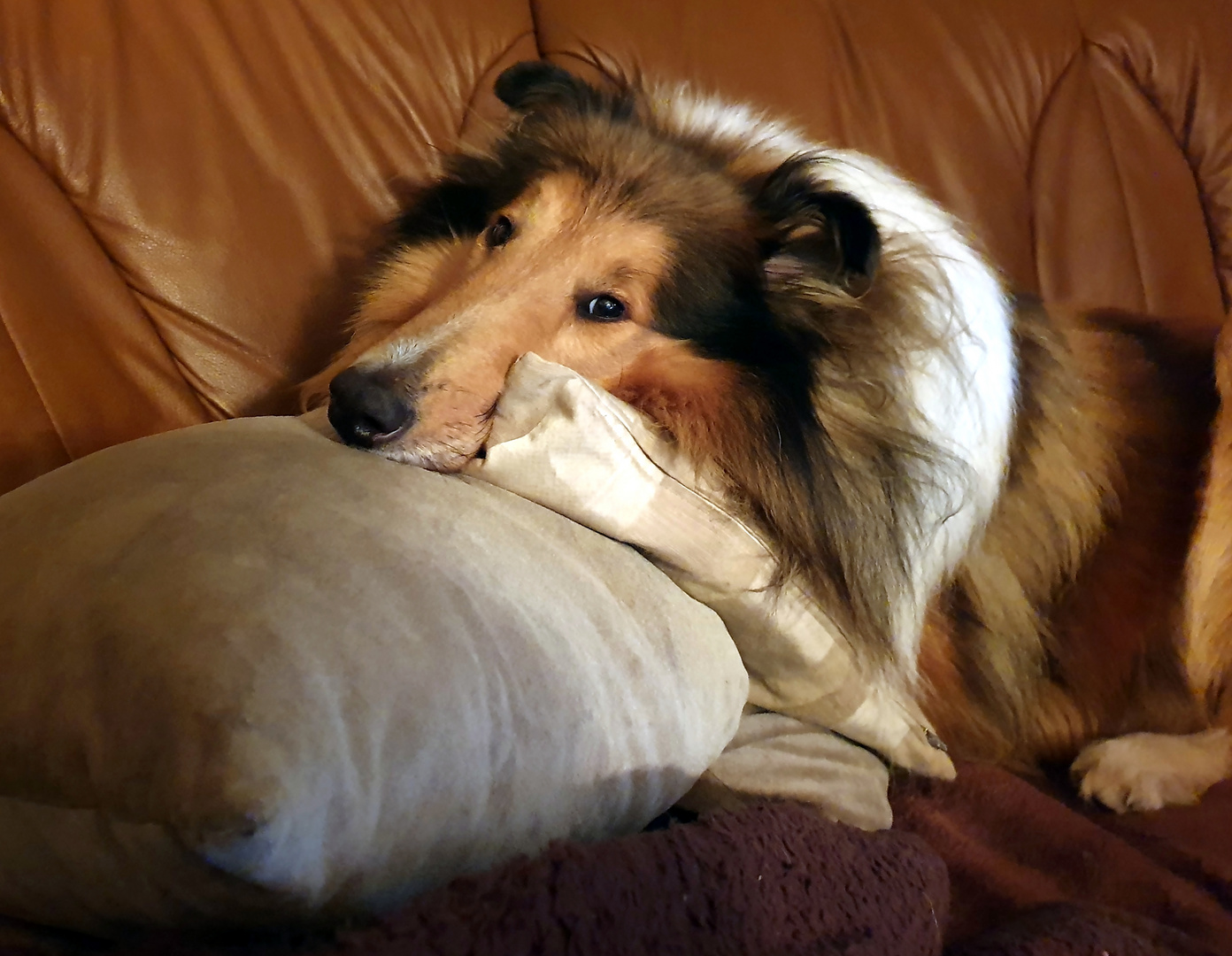 so wie man sich bettet.. Foto & Bild | hunde, natur, dogs Bilder auf ...