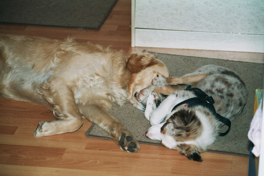 so wie man sie bettet..... Foto & Bild | tiere, haustiere, hunde Bilder ...