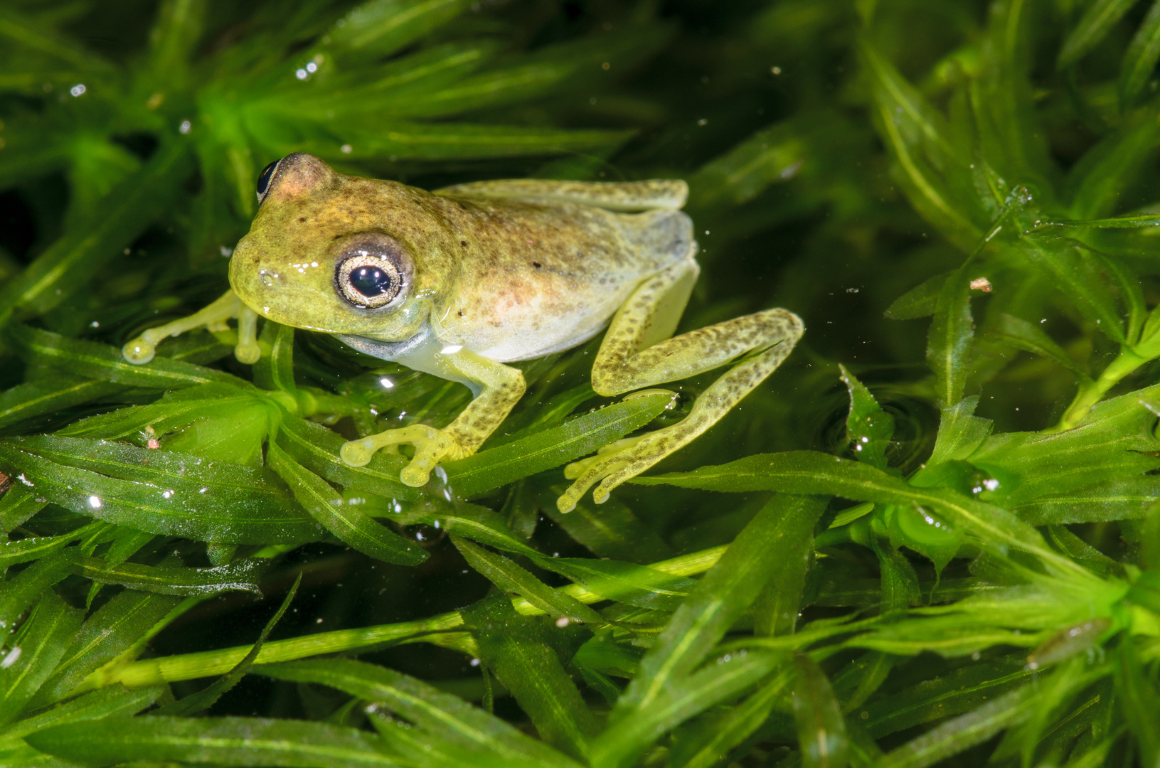 SOBRE LA CHARCA Imagen & Foto | animales, animales salvajes, vida ...
