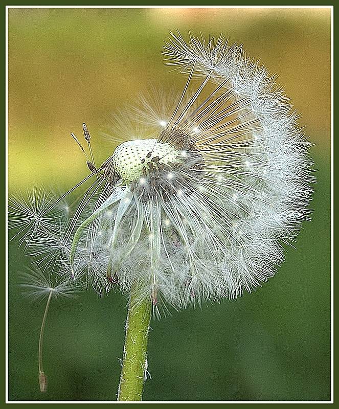 ...soffio di vento... Foto % Immagini| piante, fiori e funghi, fiori ...