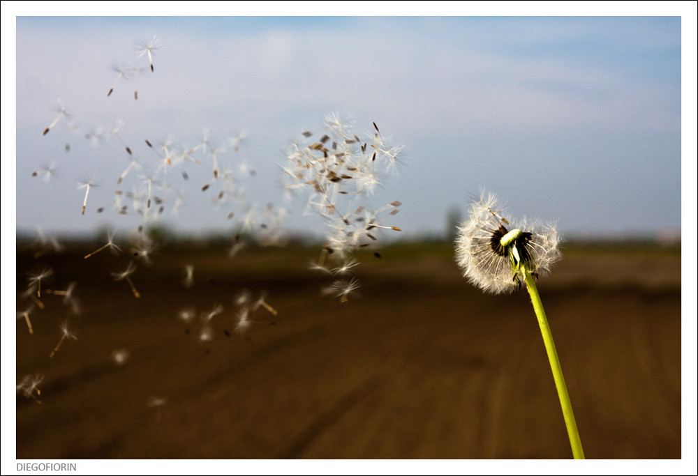 Soffione Foto % Immagini| piante, fiori e funghi, natura Foto su ...