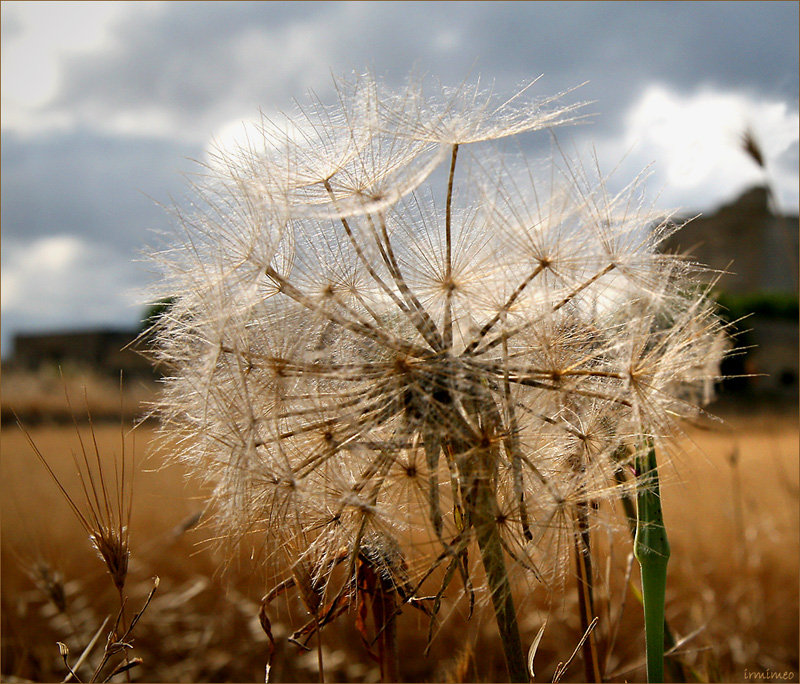 soffione Foto & Bild | macro e close up, eos 30d digital, natura Bilder ...