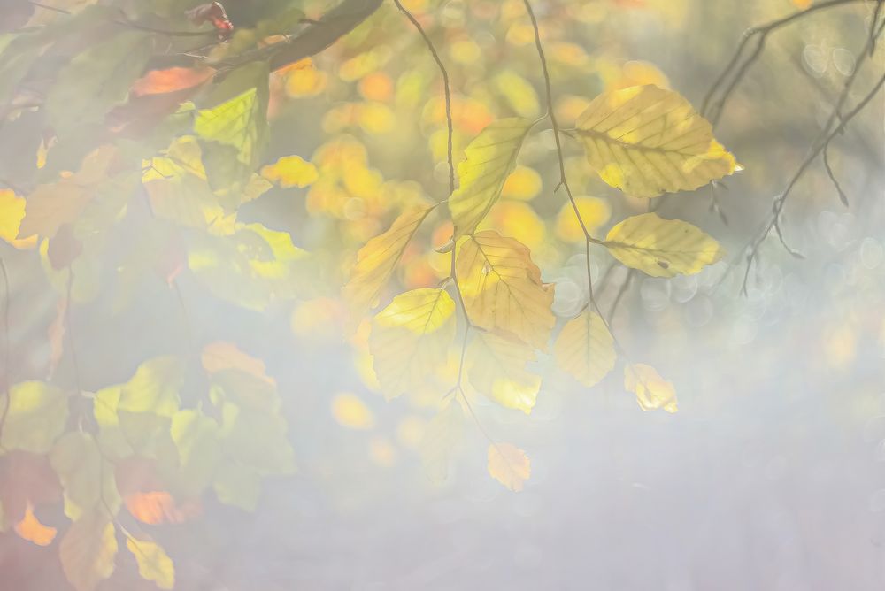 soft Foto & Bild | art, spezial, outdoor Bilder auf fotocommunity