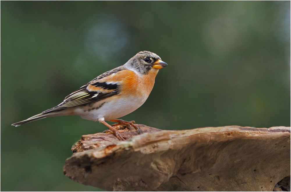 Sogar ein Bergfink....... Foto & Bild | natur, nahaufnahme, olympus ...