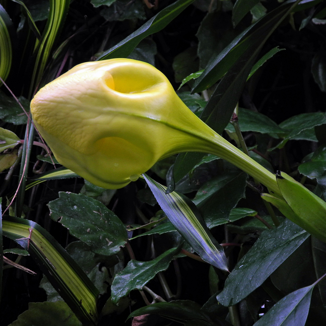 Solandra grandiflora Foto & Bild | pflanzen, pilze & flechten, blüten ...