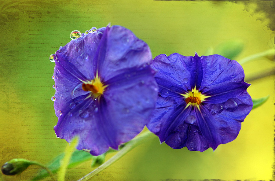 Solanum Foto & Bild | fotomontage, composing , blumiges Bilder auf fotocommunity