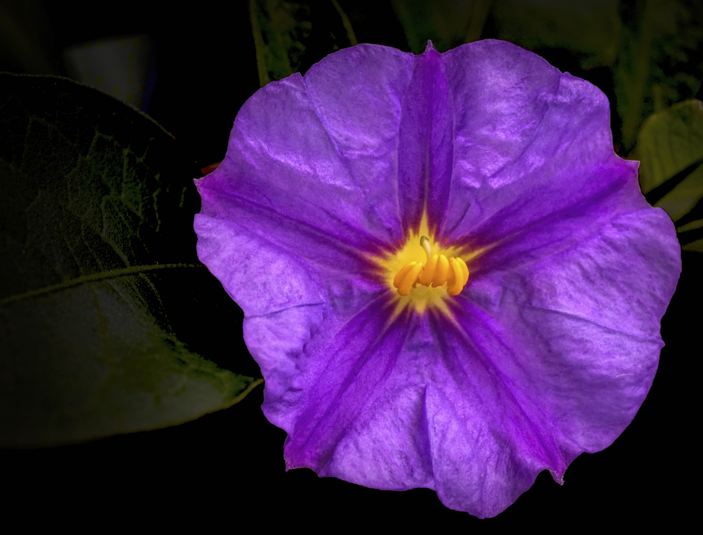 Solanum rantonnetii Foto & Bild | flowers, natur, nahaufnahme Bilder ...