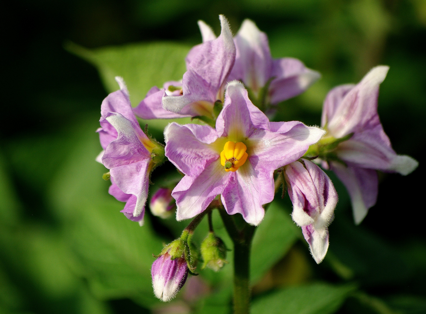 Solanum Tuberosum Flower