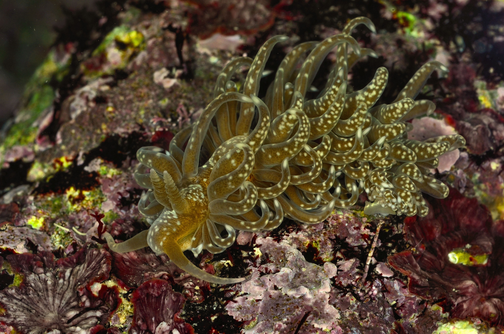 Solar powered sea slug Foto & Bild | tiere, wildlife, schnecken ...