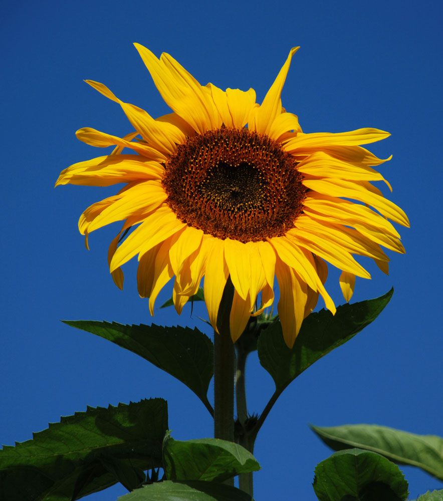 Soleil photo et image | fleurs, nature Images fotocommunity