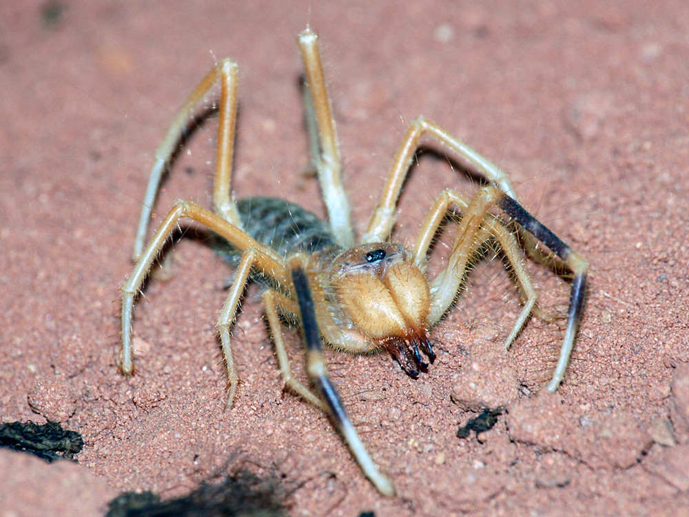 Solifuge (Walzenspinne) Foto & Bild | tiere, haustiere, terraristik ...
