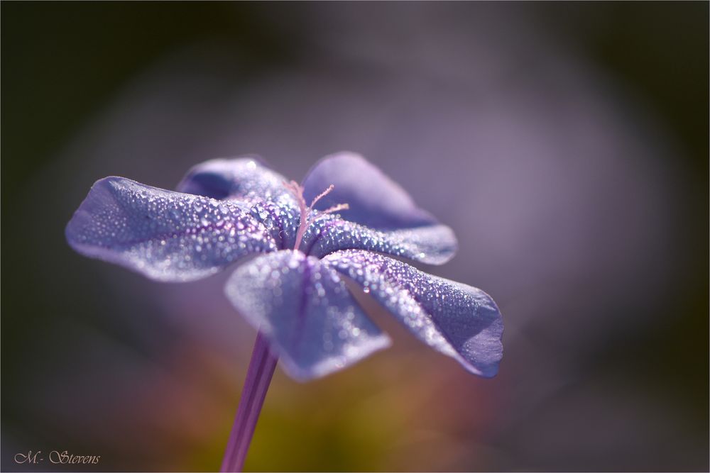 Solistin Foto & Bild | natur-makros, projekte, natur-kreativ Bilder auf fotocommunity