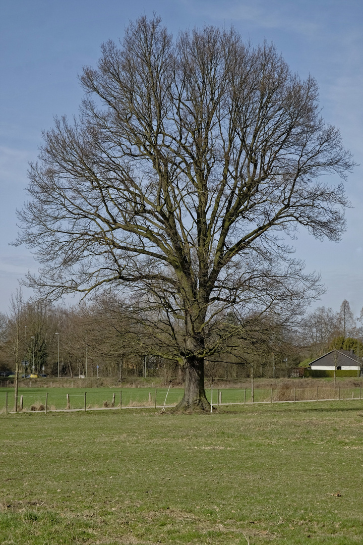 Solitär-Laubbaum (Eiche?) in den Lippewiesen bei Schloss Heessen Foto ...