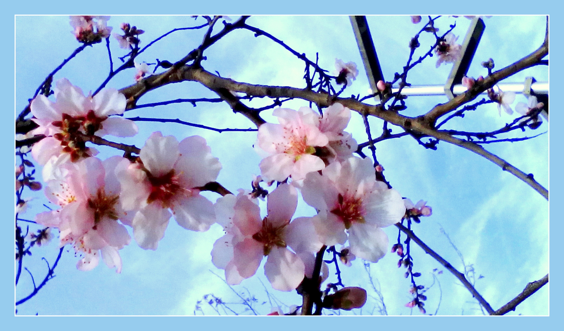 Solo 7 flores Imagen & Foto | primavera, flores, estaciones Fotos de ...