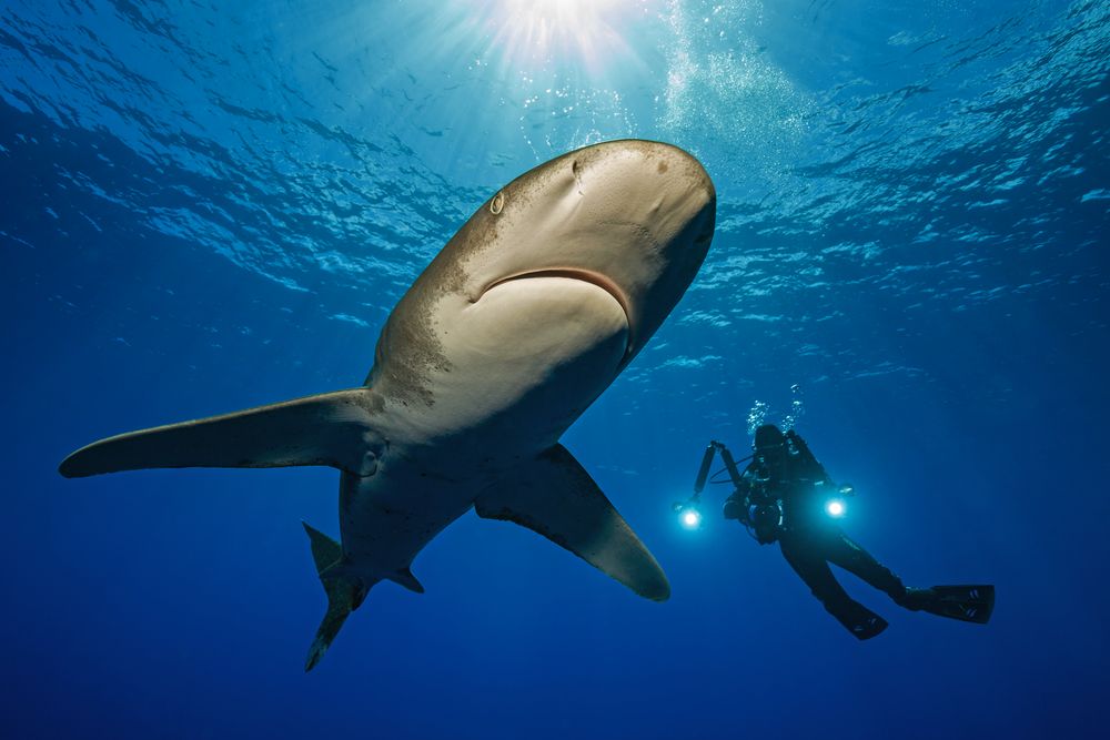 Solo mit Longimanus Foto & Bild | wasser, sea, meer Bilder auf ...