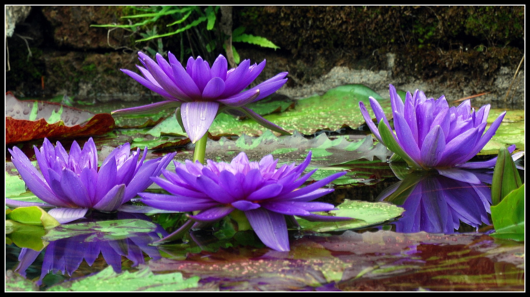 solo ninfee Foto % Immagini| piante, fiori e funghi, natura Foto su ...