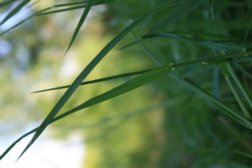 Something green Foto % Immagini| fotos, italy, world Foto su fotocommunity