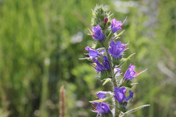 Macro Fleurs Images & Photos