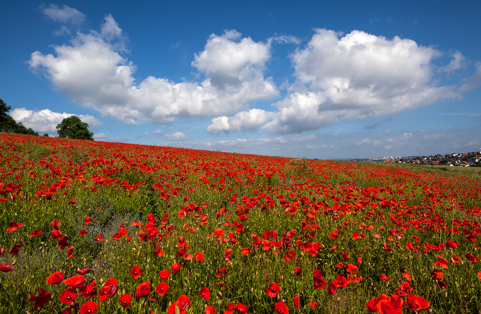 Sommer Foto & Bild | rot, mohnfeld, sommer Bilder auf fotocommunity