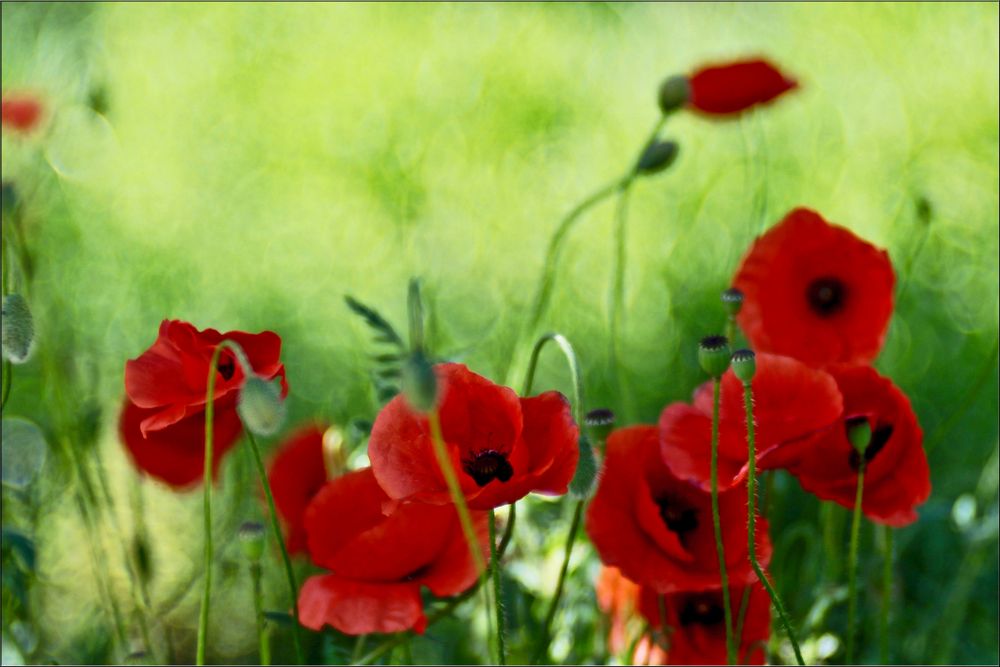 Sommer Foto & Bild | rot, sommer, natur Bilder auf fotocommunity