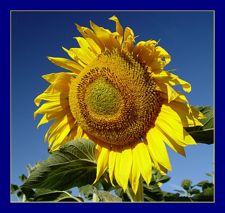 Sommer Foto & Bild | nah- & makro, techniken, aufnahme-techniken Bilder auf fotocommunity