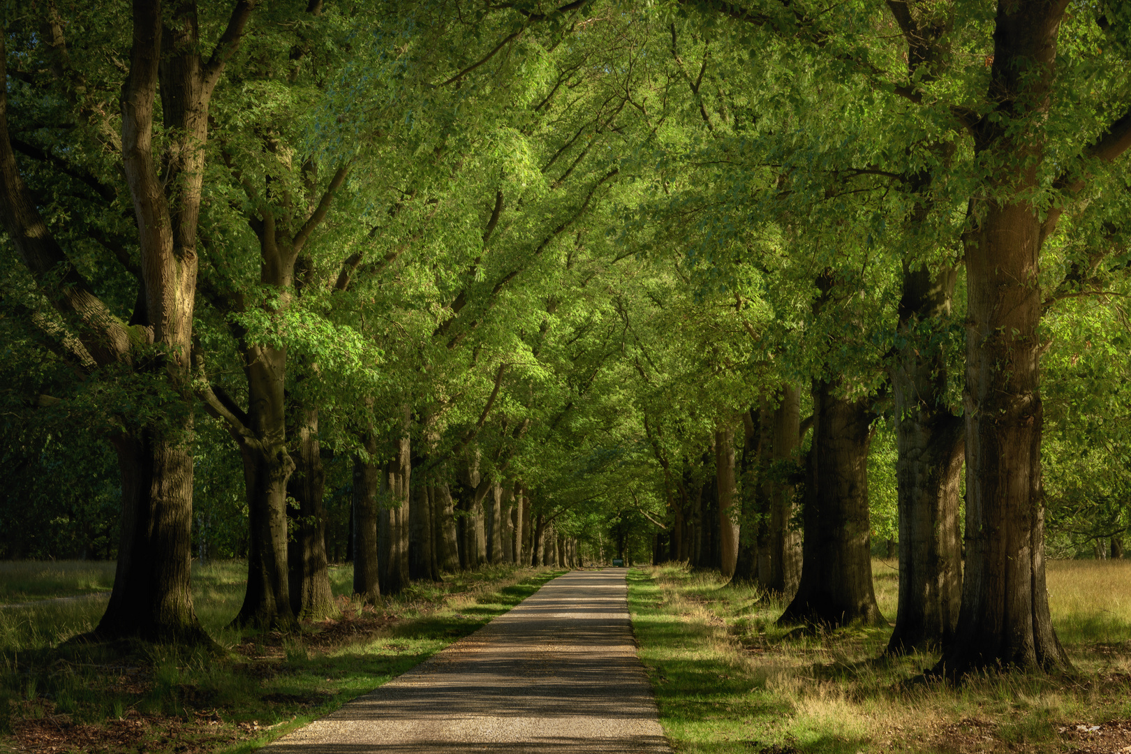 Sommer-Allee Foto & Bild | landschaft, wald, alleen Bilder auf ...