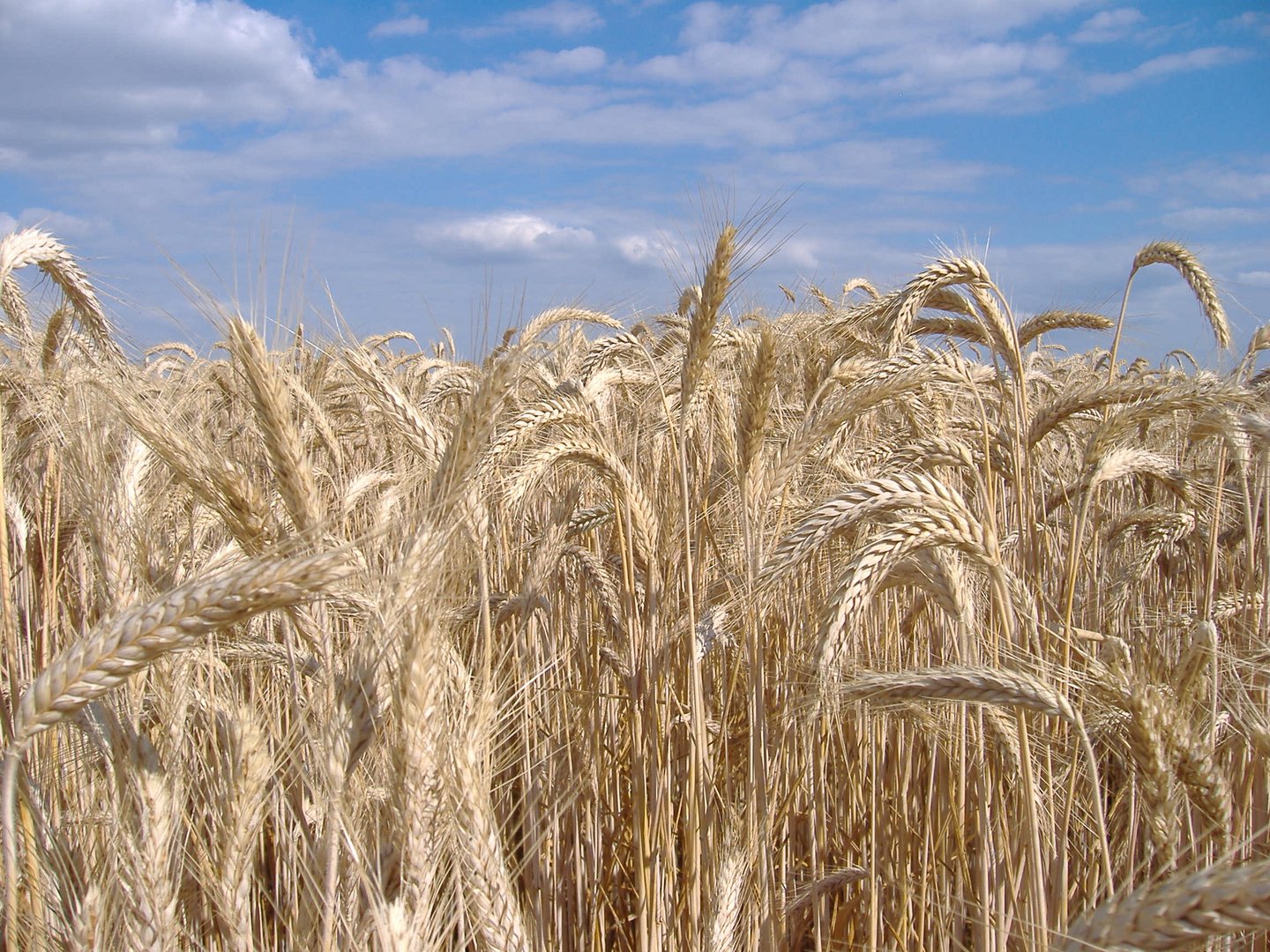 Sommer Getreide Foto & Bild | jahreszeiten, blumen, natur Bilder auf ...