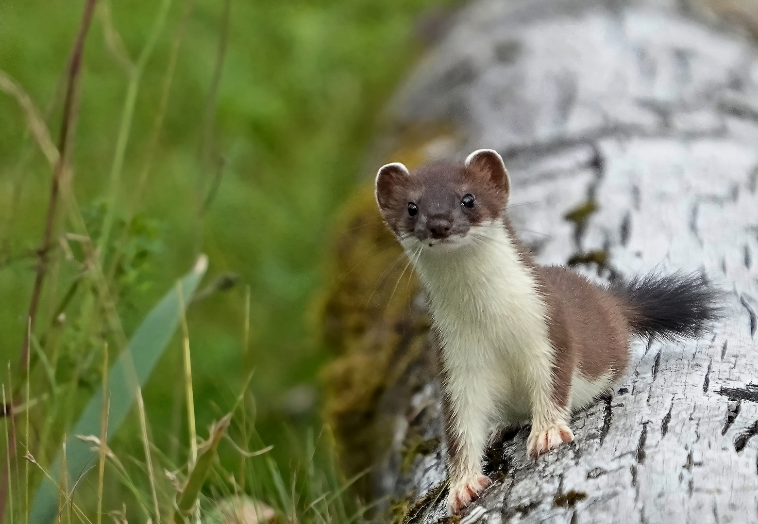 Sommer Hermelin Foto & Bild | tiere, wildlife, säugetiere Bilder auf ...