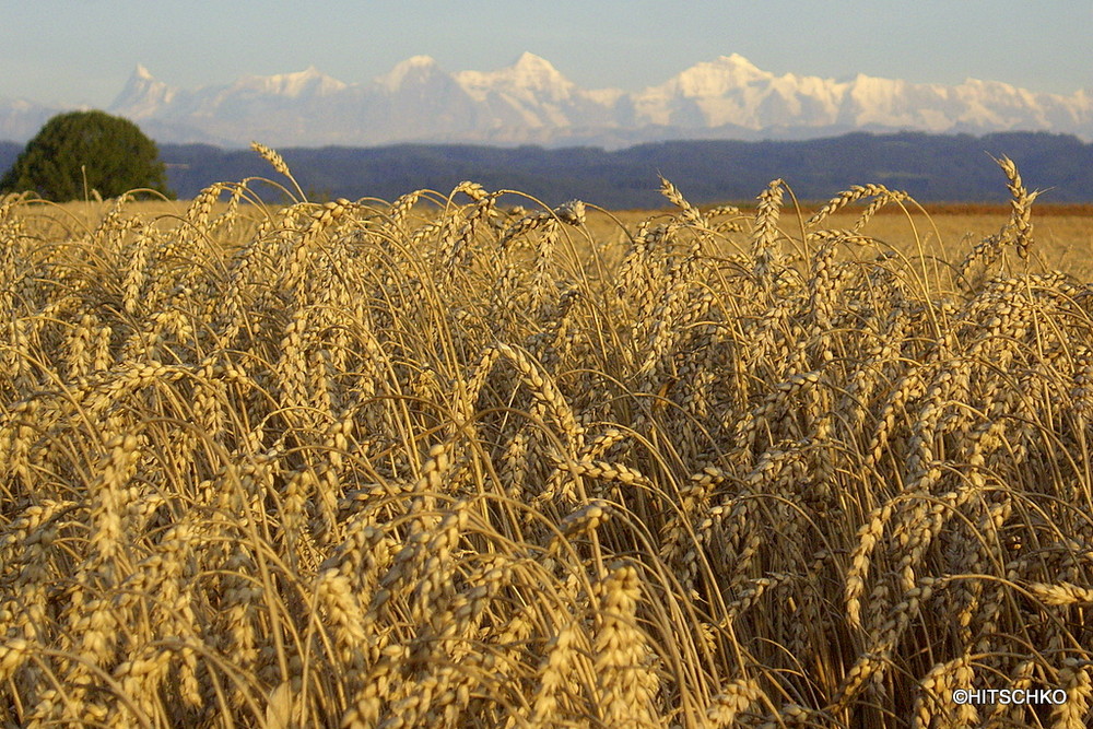 Sommer im Bernbiet Foto & Bild | landschaft, kulturlandschaften, landschaften Bilder auf ...