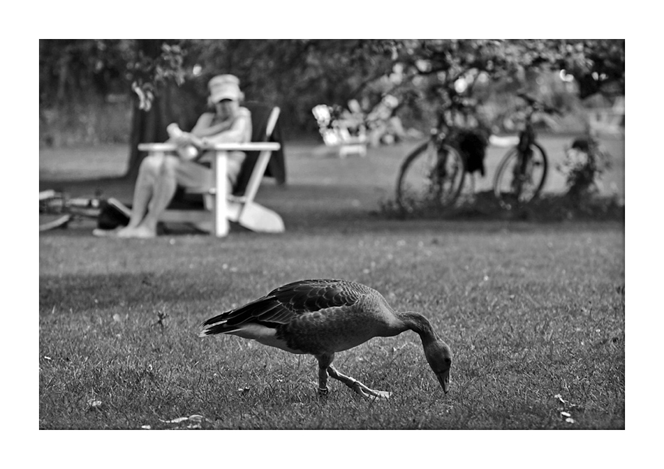 sommer im park... Foto & Bild | erwachsene, alltagsereignisse, menschen in der freizeit Bilder ...