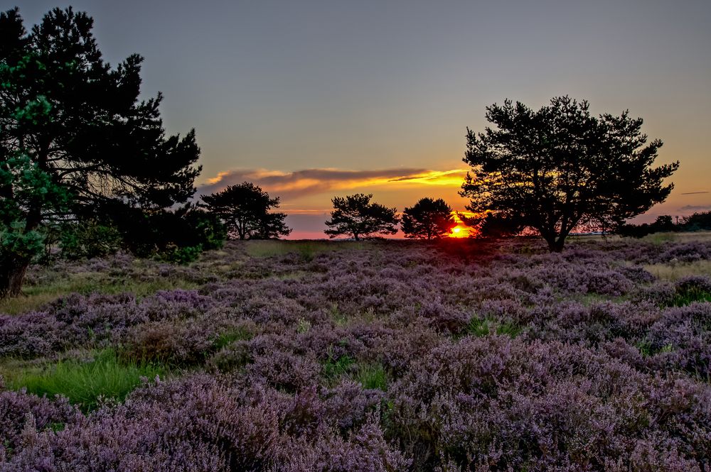 Sommer in der Heide Foto & Bild | sonne, sonnenaufgang, natur Bilder ...