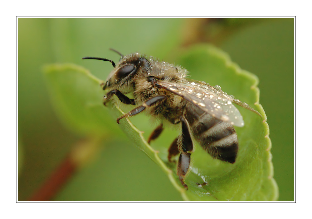Sommer in Deutschland Foto & Bild | tiere, wildlife, insekten Bilder ...