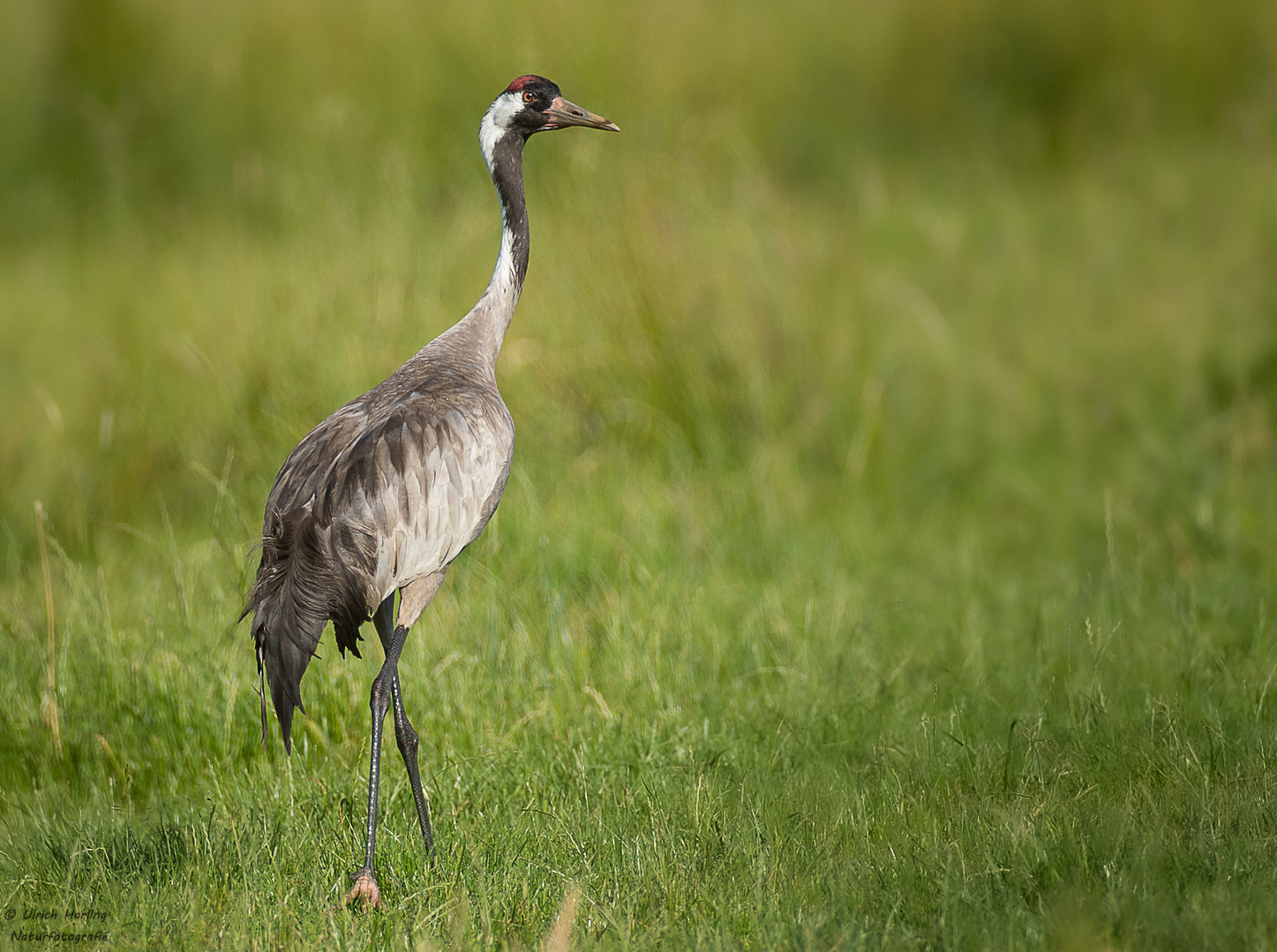 Sommer-Kranich 1 Foto & Bild | natur, wildlife Bilder auf fotocommunity