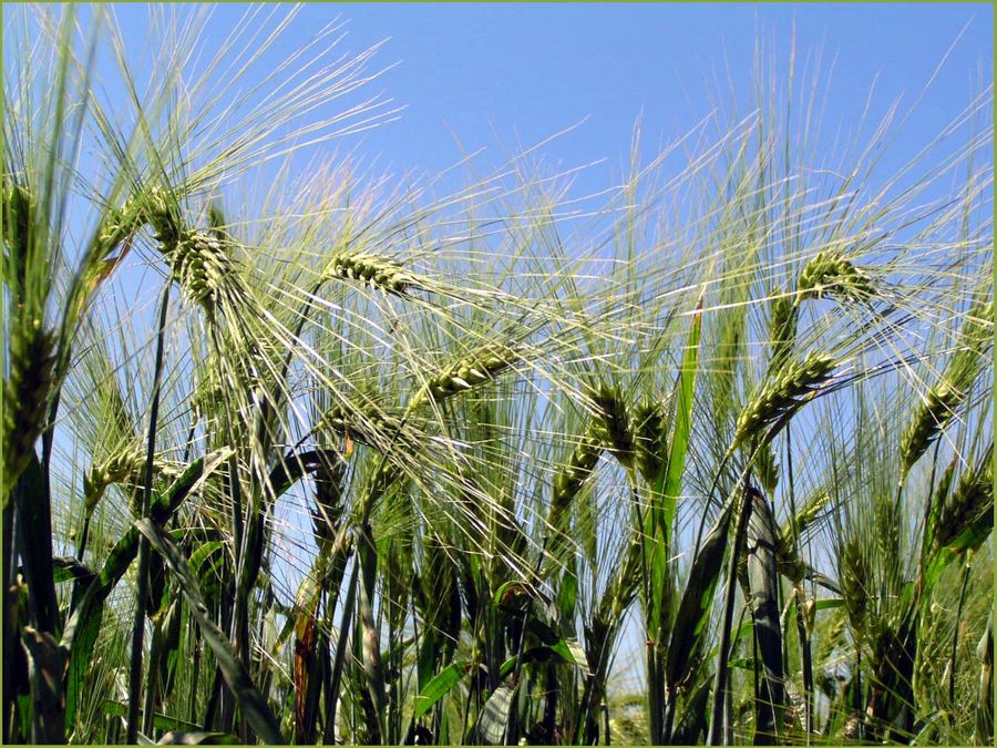 Sommer, Sonne .... junge Gerste Foto & Bild | jahreszeiten, sommer ...