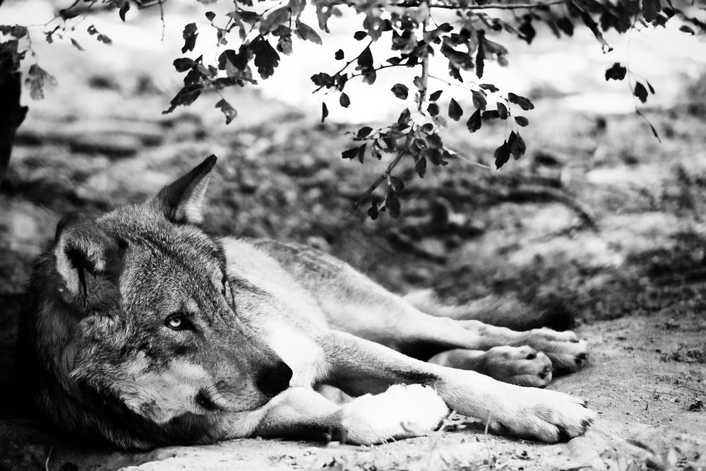 Sommer Wolf Foto & Bild | tiere, wildlife, säugetiere Bilder auf ...