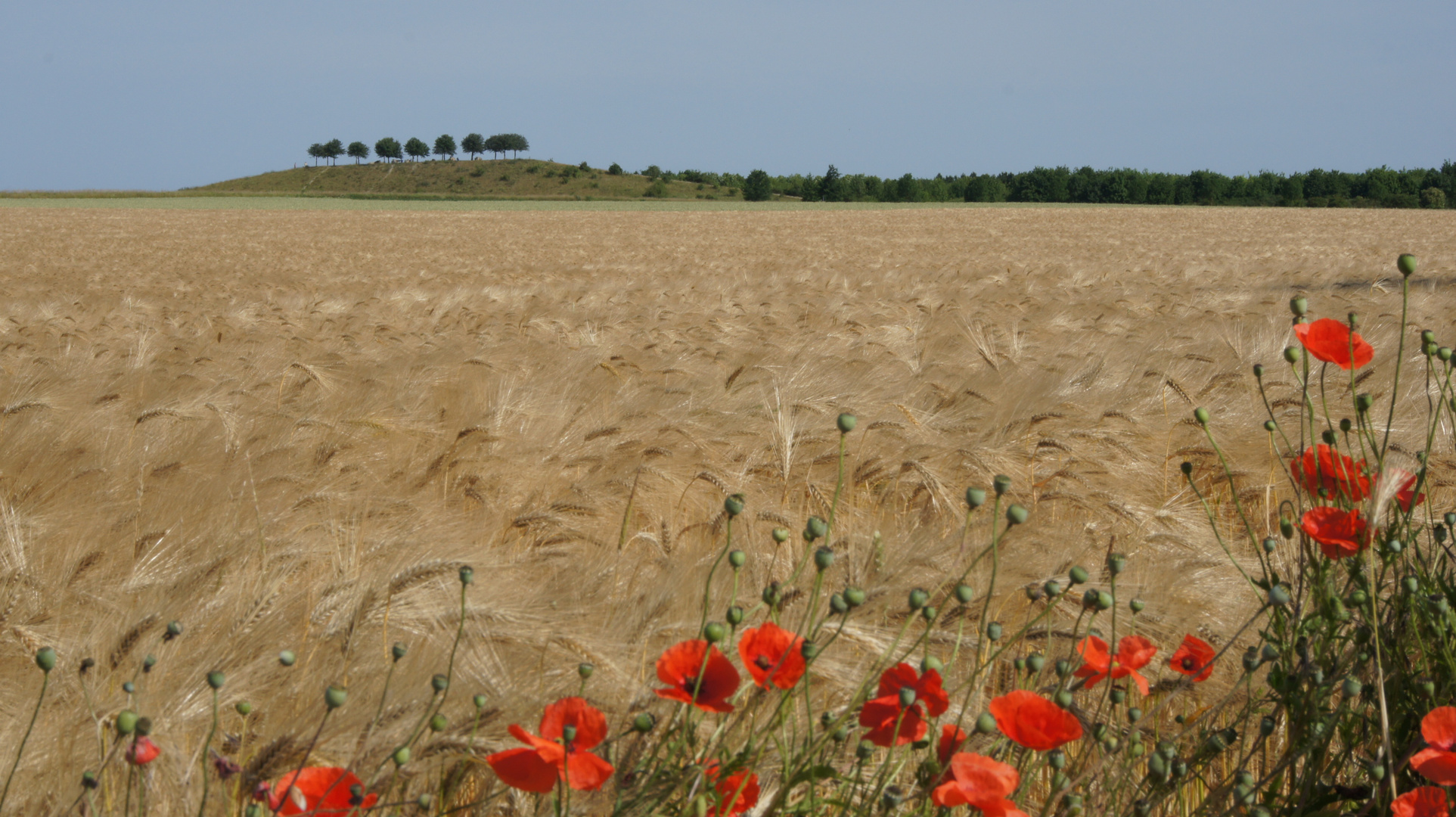 Sommeranfang auf dem Kronsberg Foto & Bild | deutschland, europe ...