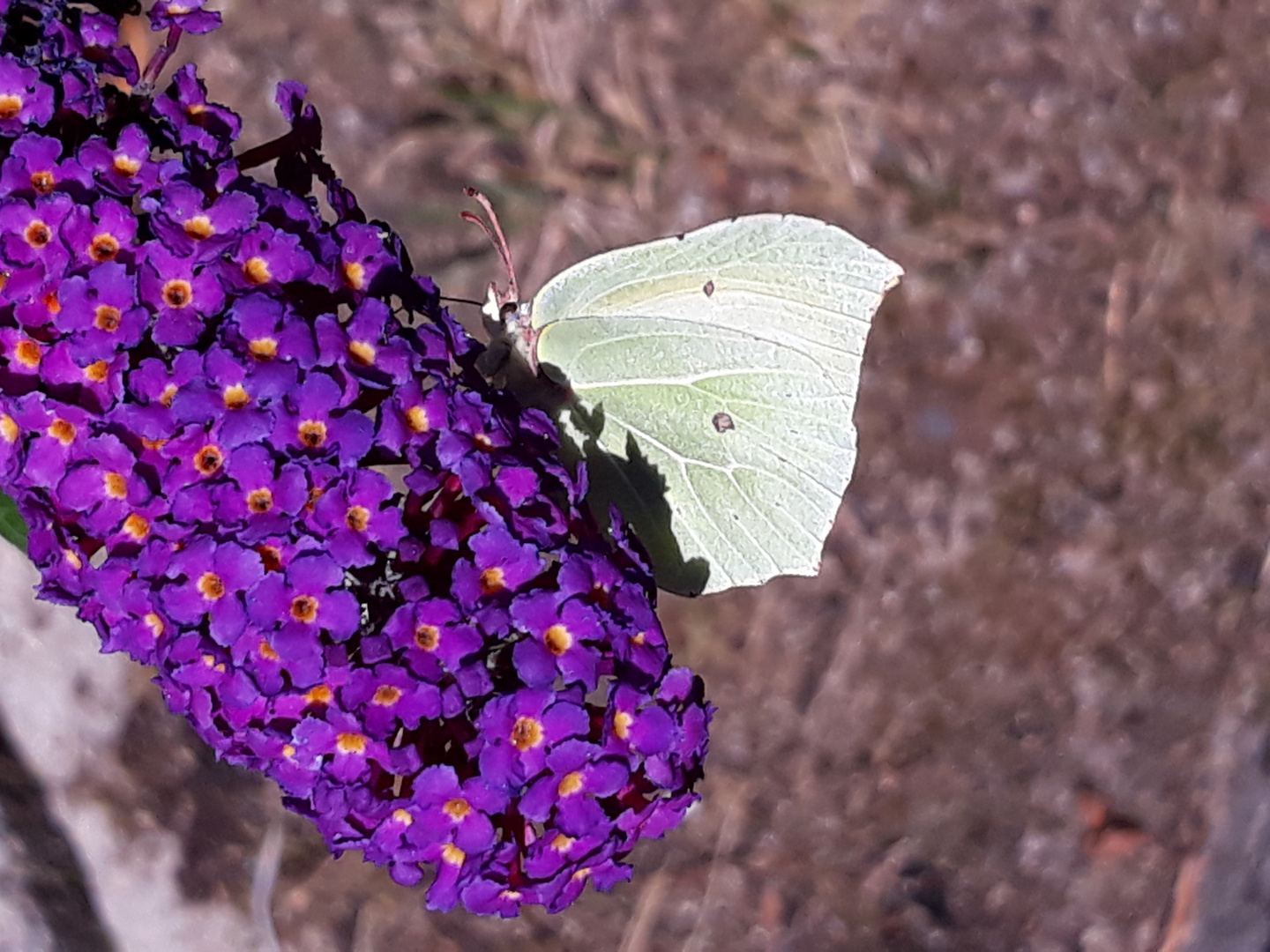 Sommerflieder Foto & Bild | natur Bilder auf fotocommunity