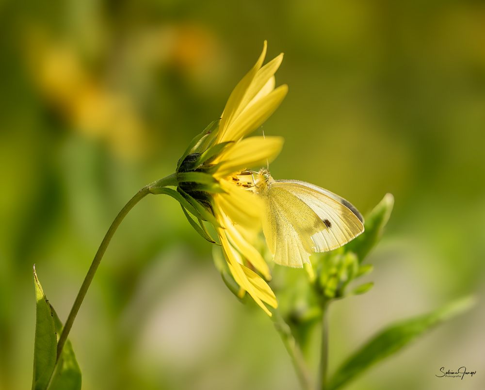 Sommerimpression Foto & Bild | natur-makros, projekte, natur-kreativ Bilder auf fotocommunity