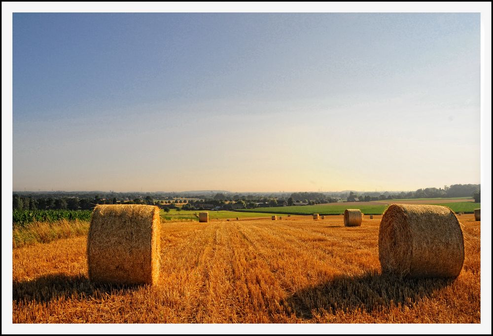 Sommerliche Felder Foto & Bild | landschaft, Äcker, felder & wiesen, natur Bilder auf fotocommunity