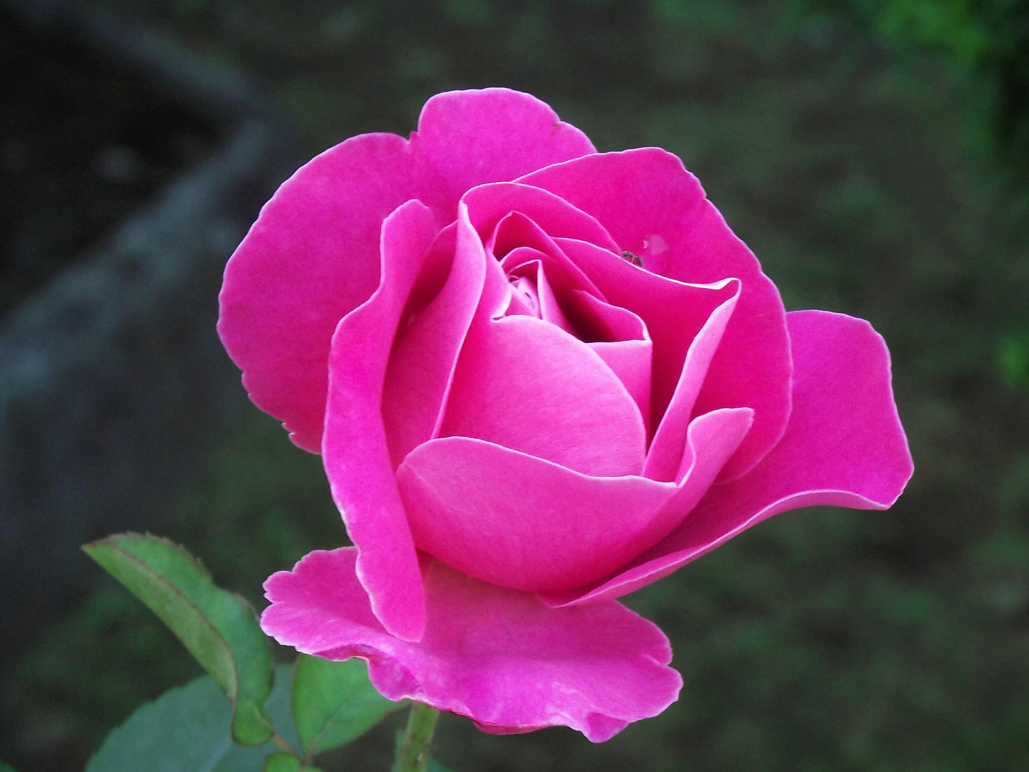 Sommerrose Foto & Bild | sommer, natur, stadt Bilder auf fotocommunity