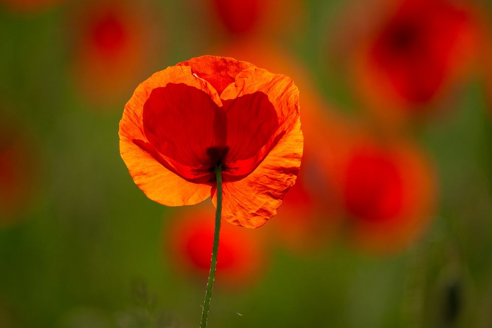 Sommerrot Foto & Bild | art, spezial, sommer Bilder auf fotocommunity