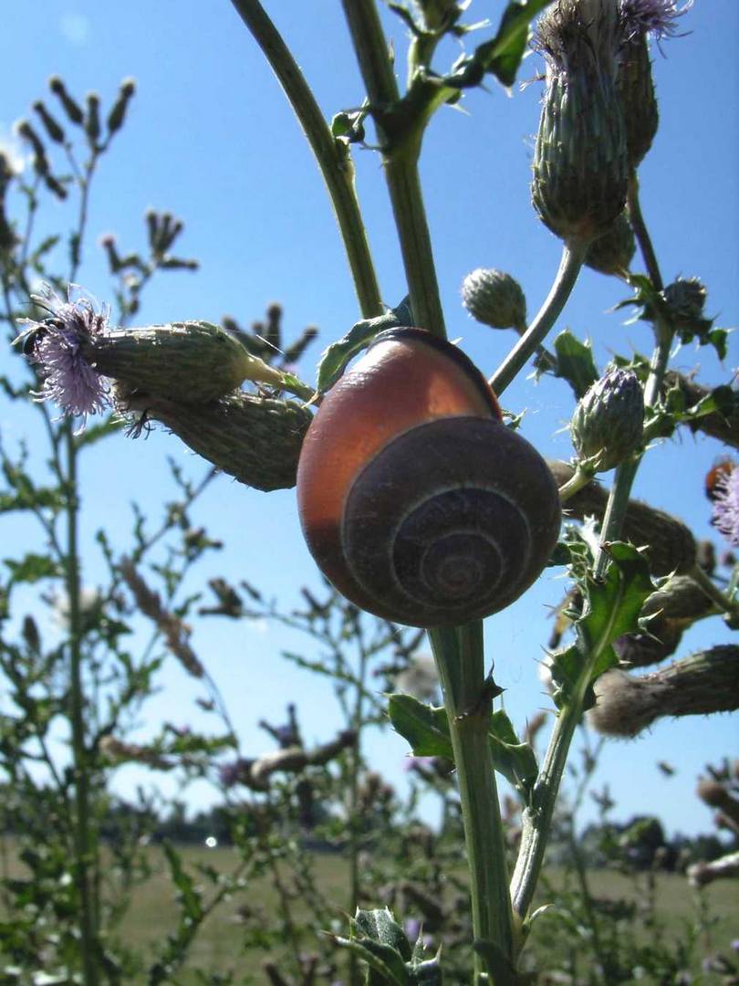Sommerruhe Foto & Bild | tiere, wildlife, schnecken & muscheln Bilder ...