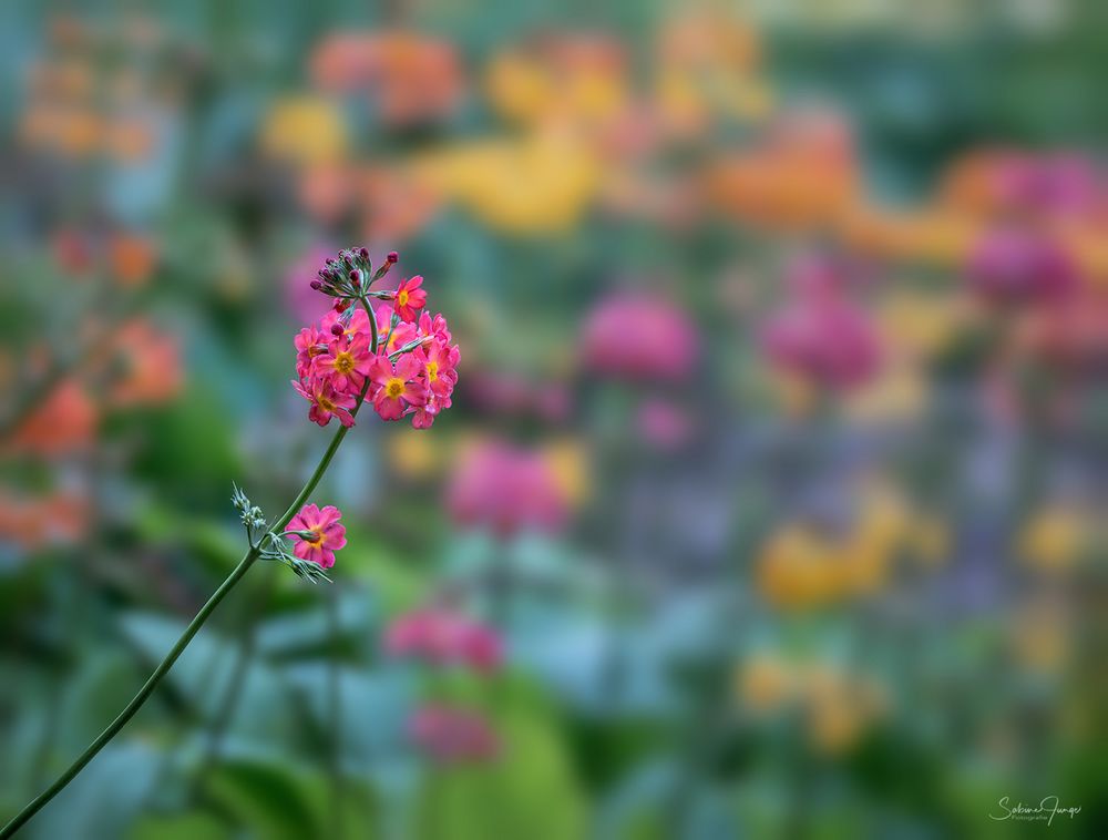 Sommertagstraum Foto & Bild | natur-makros, projekte, natur-kreativ Bilder auf fotocommunity