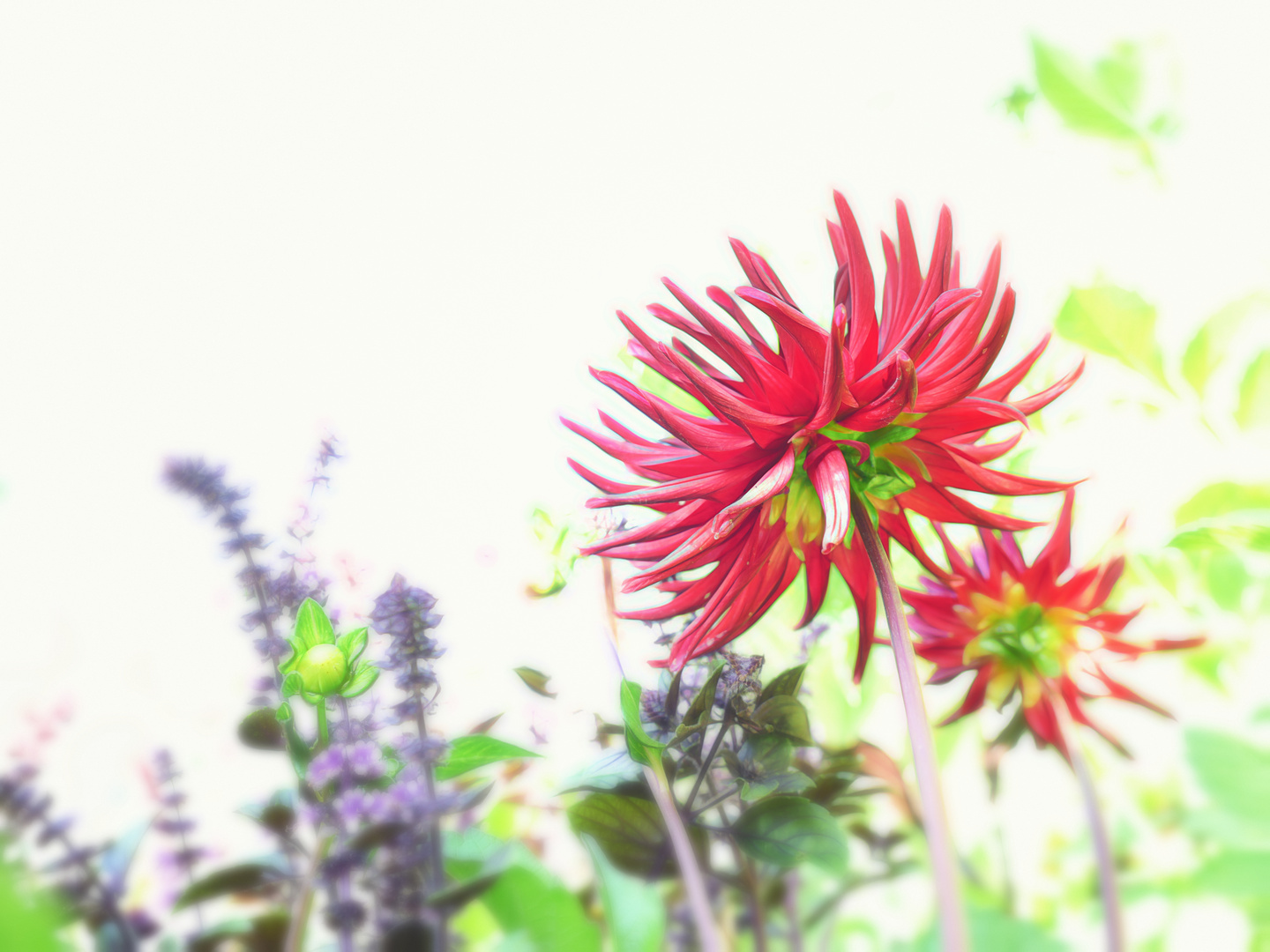 Sommertraum Foto & Bild | berlin, natur, landschaft Bilder auf ...