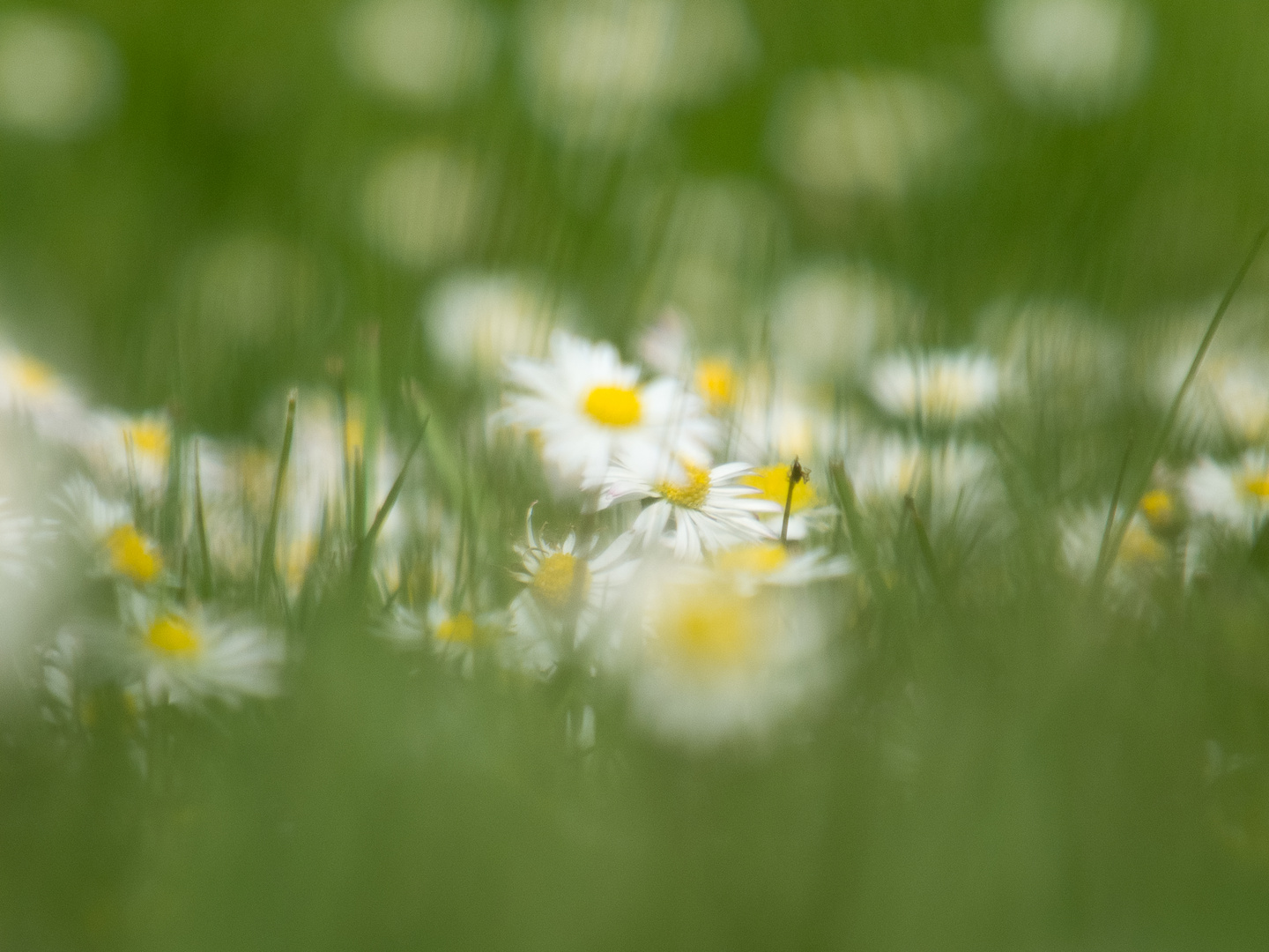 Sommertraum Foto & Bild | pflanzen, pilze & flechten, blüten ...