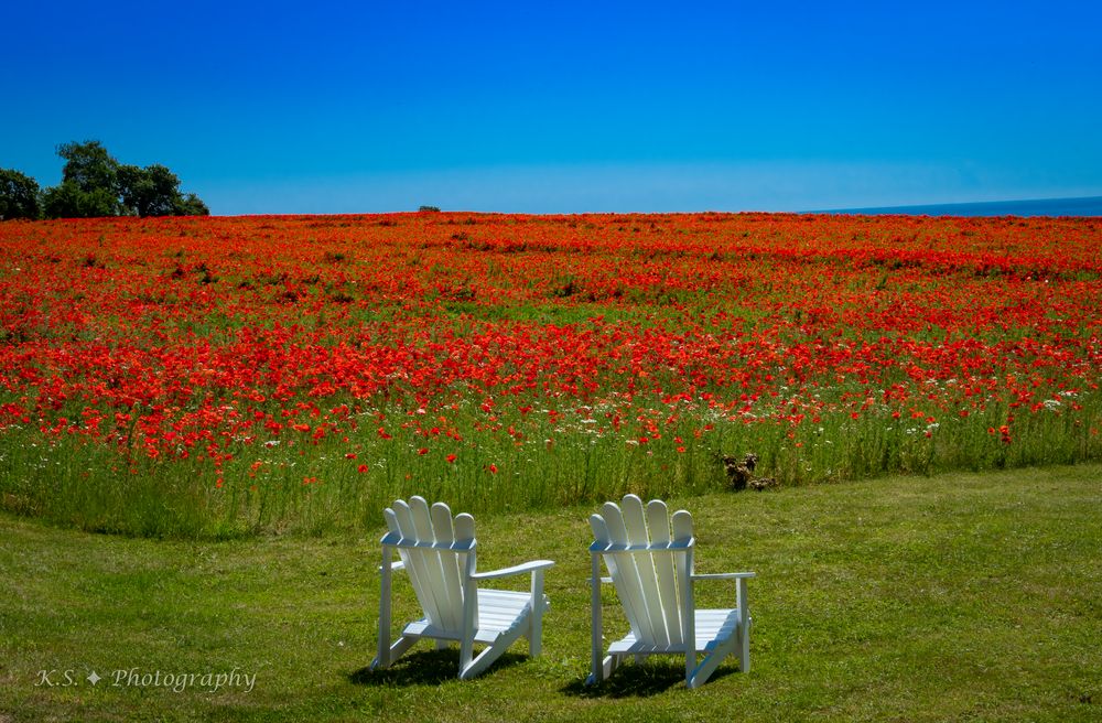 Sommertraum Foto & Bild | landschaft, jahreszeiten, sommer Bilder auf ...