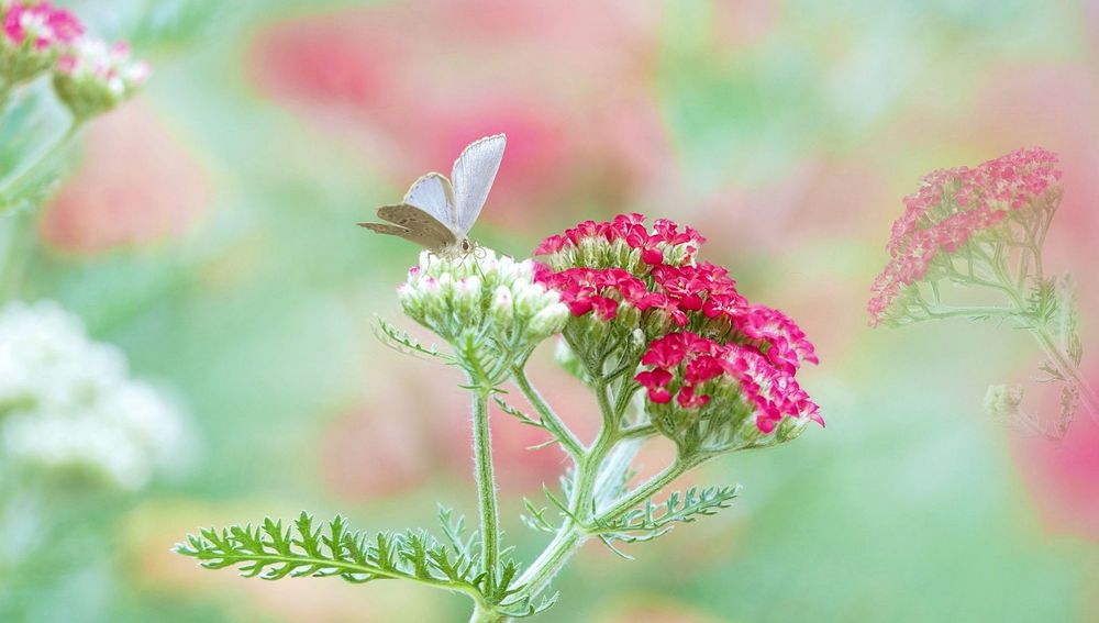 SommerTraum... Foto & Bild | spezial, licht, composing Bilder auf ...