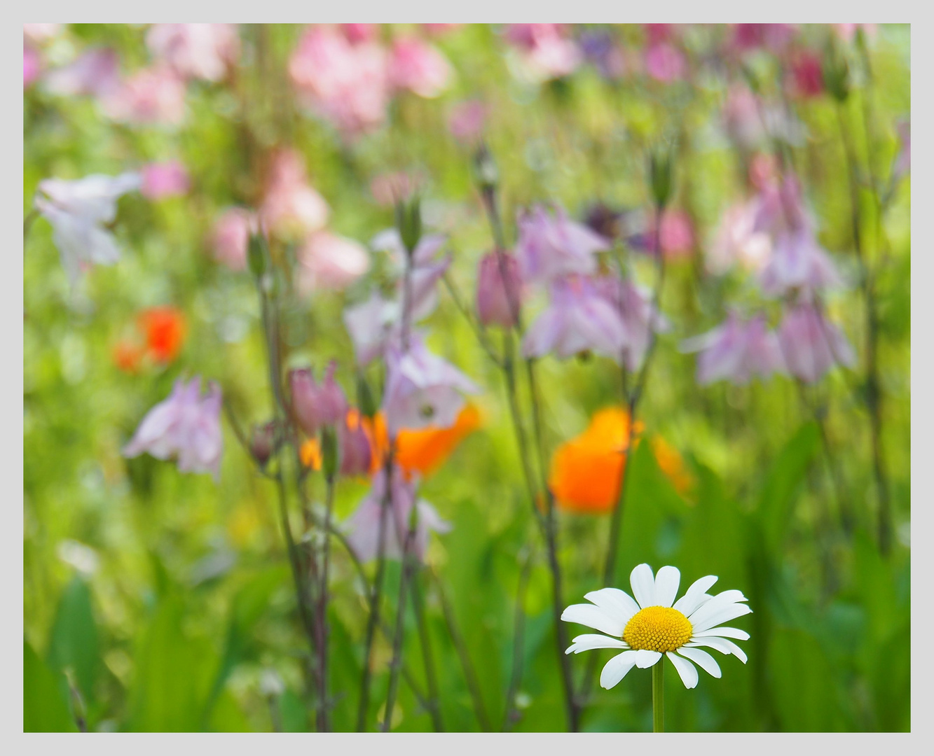 Sommertraum - Foto & Bild | natur, pflanzen, blüten- & kleinpflanzen ...