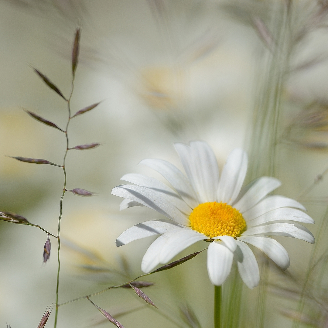 Sommerwiese Foto & Bild | warm, sommer, weiß Bilder auf fotocommunity